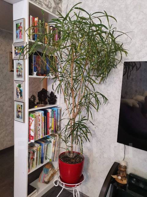 Комнатные растения - Растения во Владивостоке