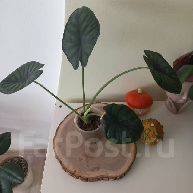 Алоказия Шкура дракона - Растения во Владивостоке