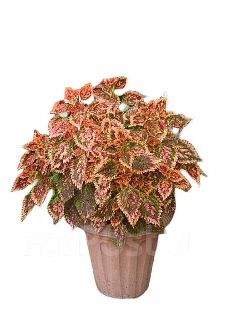 Колеус (гибридный) Coleus x hybrida/ пёстрый - Растения во Владивостоке