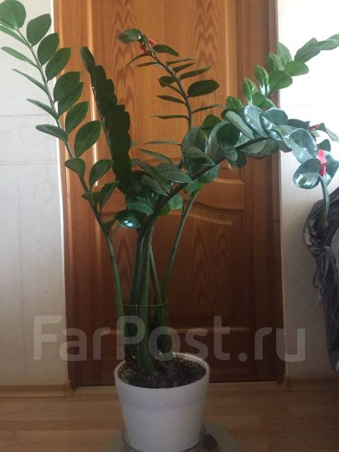 Комнатное растение Замиокулькас, в наличии. Цена: 1 400₽ во Владивостоке