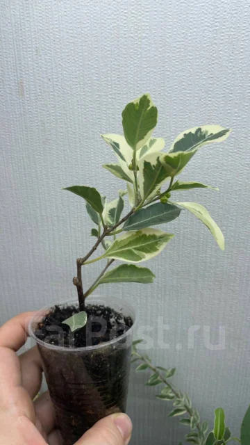 Ficus microcarpa Nitida Hawaii, в наличии. Цена: 450₽ во Владивостоке