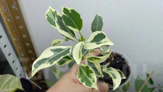 Ficus microcarpa Nitida Hawaii, в наличии. Цена: 450₽ во Владивостоке