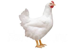 Инкубационное яйцо Sasso Ruby C431 broiler (Ред Бро) Испания - Птицы во ...