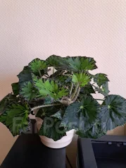 Бегония Бауэра “Персидская парча”- Begonia bowerae “Persian brocade” во ...