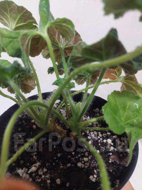 Розебудная пеларгония Ю-Царская невеста - Растения во Владивостоке