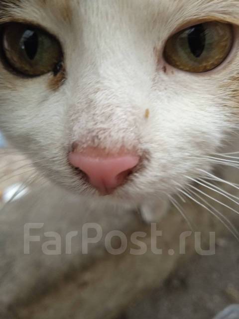 Появилась кошечка во Владивостоке
