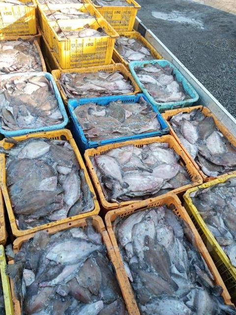 Камбала парная - Рыба и морепродукты во Владивостоке