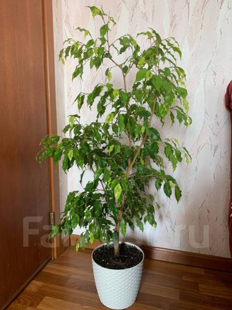 Фикус бенжамина голден моник, в наличии. Цена: 4 500₽ во Владивостоке