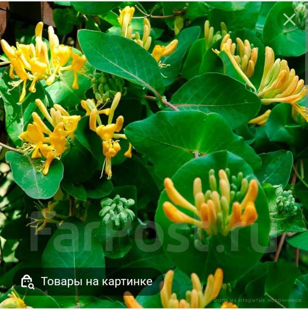 Жимолость Каприфоль, новый, в наличии. Цена: 3 000₽ во Владивостоке