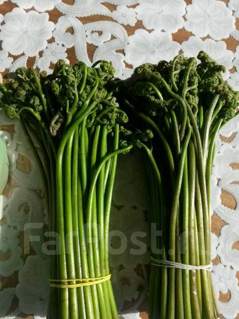 Куплю папоротник орляк свежий в Уссурийске