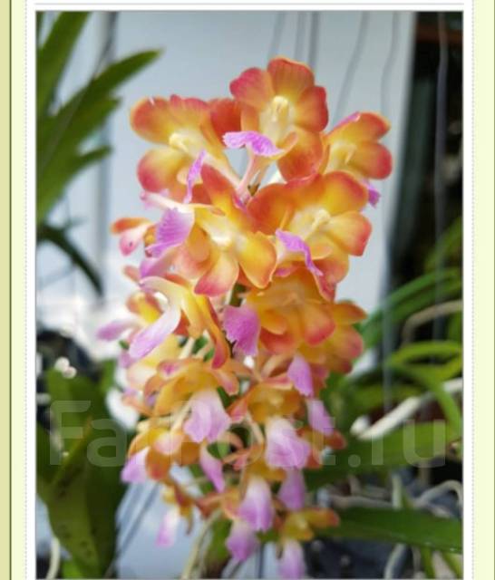 Орхидея Rhrd. Bangkok Sanset, в наличии. Цена: 1 800₽ во Владивостоке