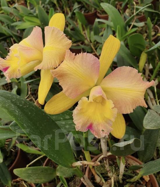 Каттлея Blc. Luiz Hamilton, в наличии. Цена: 2 500₽ во Владивостоке