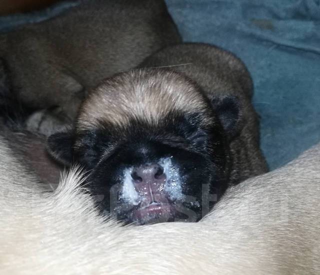 Щенок МОПС, в наличии. Цена: 25 000₽ во Владивостоке