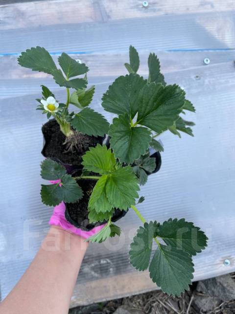 Саженцы клубники Азия Купчиха Мурано все фото свои в живую, новый, в ...