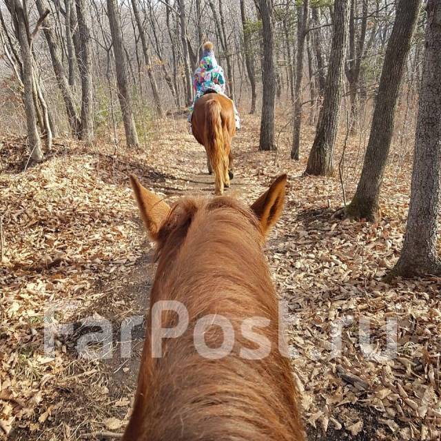 Доставим подарок. Конная прогулка для двоих 1 час, всем, в наличии ...