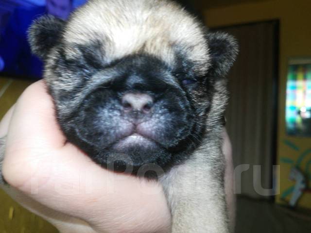 Щенок МОПС, в наличии. Цена: 25 000₽ во Владивостоке