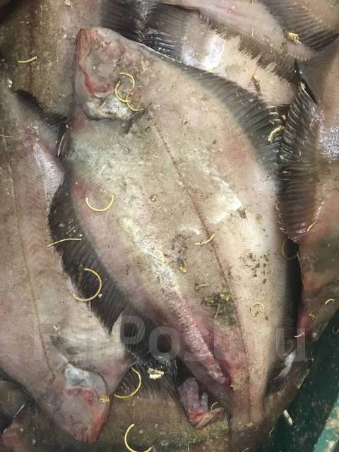 Камбала палтусовая Синекорая парная, под заказ. Цена: 150₽ во Владивостоке
