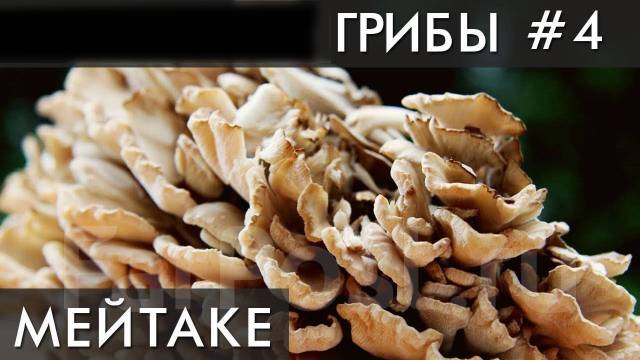 Гриб Мейтаке 160гр, консультация, в наличии. Цена: 2 500₽ во Владивостоке