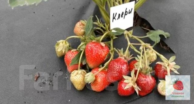 Рассада клубники, новый, в наличии. Цена: 50₽ в Хабаровске