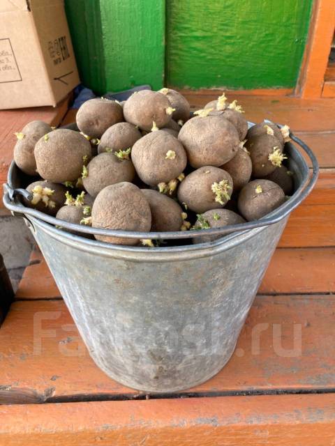 Картофель семенной, новый, в наличии. Цена: 150₽ в Уссурийске