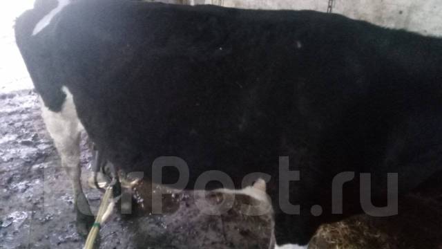 Продам коров, на мясо, в наличии. Цена: 80 000₽ в Уссурийске