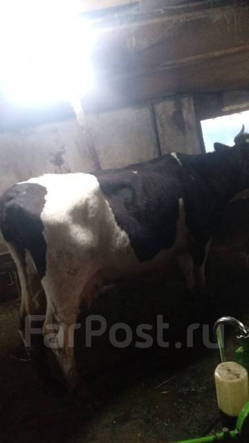 Продам коров, на мясо, в наличии. Цена: 80 000₽ в Уссурийске