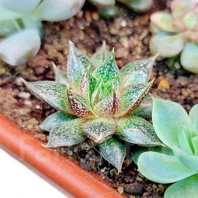Эхеверия Бель Этуаль (Echeveria 'Belle Etoile'), в наличии. Цена: 150 ...