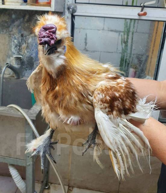 Китайский шелковый петух, в наличии. Цена: 950₽ во Владивостоке