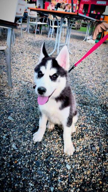 Продам хаски, в наличии. Цена: 15 000₽ во Владивостоке