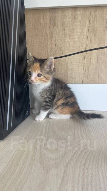 Котята 2 месяца бесплатно, в наличии. Цена: 1₽ во Владивостоке