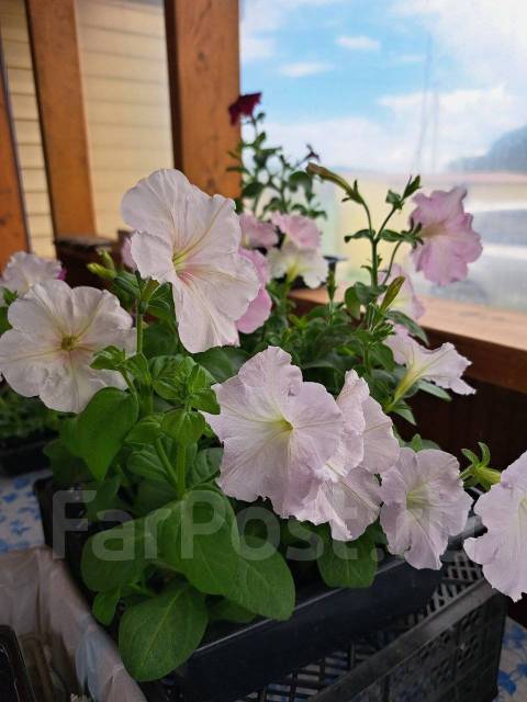 Рассада цветов петунии, в наличии. Цена: 50₽ во Владивостоке