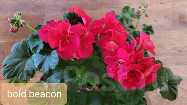 Пеларгония bold beacon, в наличии. Цена: 300₽ в Уссурийске