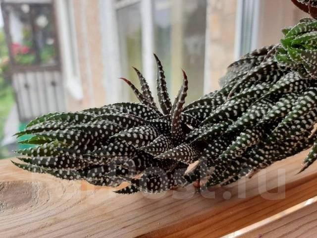 Хавортия Рейнвардта (Haworthia reinwardtii), в наличии. Цена: 100₽ во ...