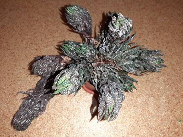 Хавортия Рейнвардта (Haworthia reinwardtii), в наличии. Цена: 100₽ во ...