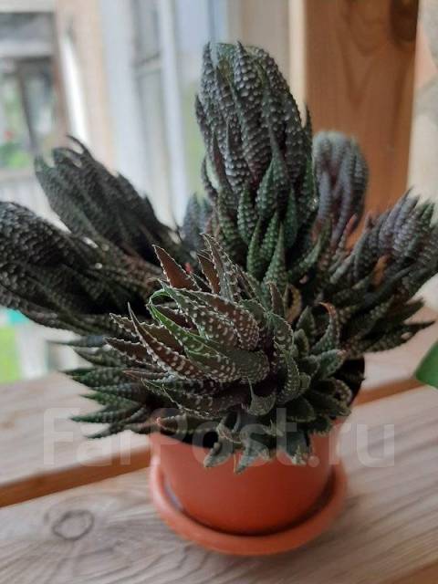Хавортия Рейнвардта (Haworthia reinwardtii), в наличии. Цена: 100₽ во ...