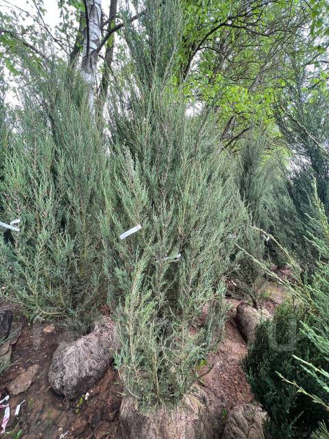 Можжевельник Скальный, новый, в наличии. Цена: 1 500₽ во Владивостоке