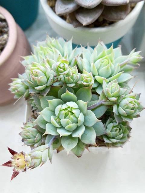 Граптопеталум Макдугала, в наличии. Цена: 60₽ во Владивостоке