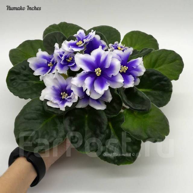 Фиалка Humako inches, в наличии. Цена: 300₽ во Владивостоке