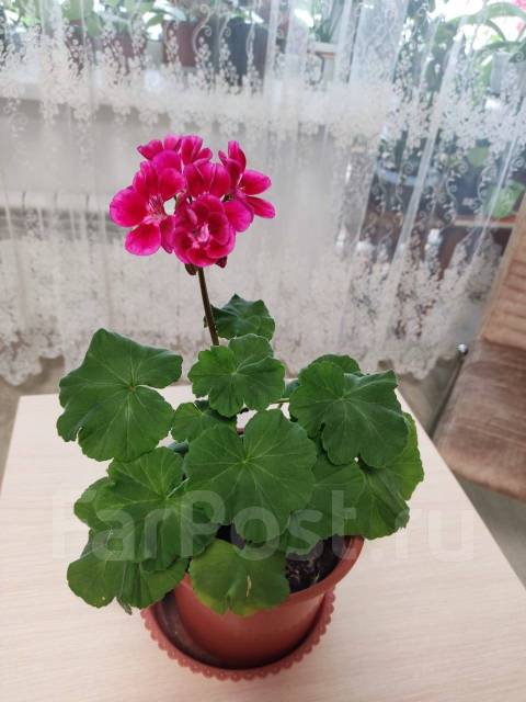 Продаю герань малиновую, в наличии. Цена: 300₽ во Владивостоке