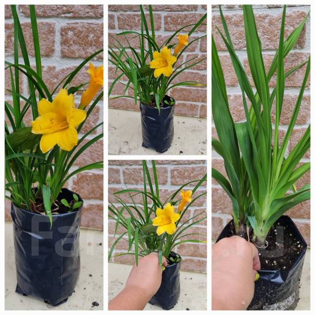 Лилейник гибридный (Hemerocallis `Stella de Oro`). Саженец в горшке ...