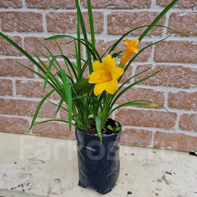 Лилейник гибридный (Hemerocallis `Stella de Oro`). Саженец в горшке ...