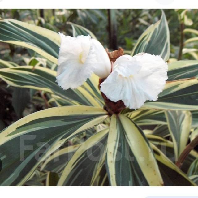 Костус Арабикус вариегатный, в наличии. Цена: 400₽ во Владивостоке