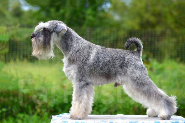 Щенок цвергшнауцера с документами, в наличии во Владивостоке