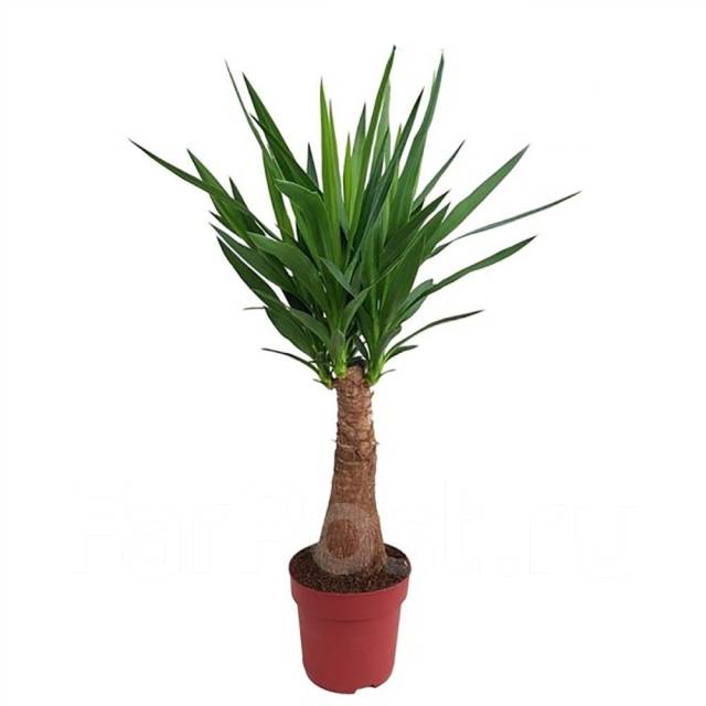 Юкка Elephantipes 19*80, в наличии. Цена: 6 990₽ в Артеме