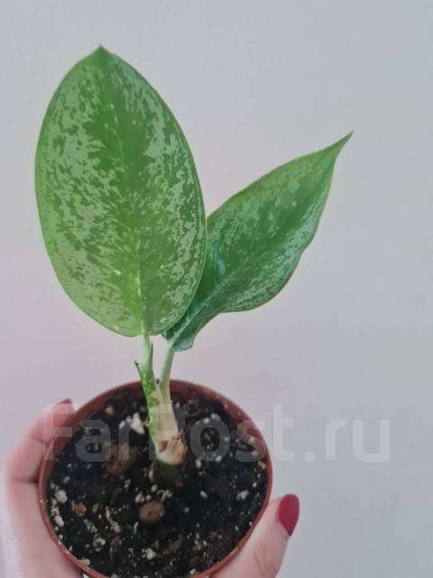 Аглаонема лемон минт, в наличии. Цена: 500₽ во Владивостоке