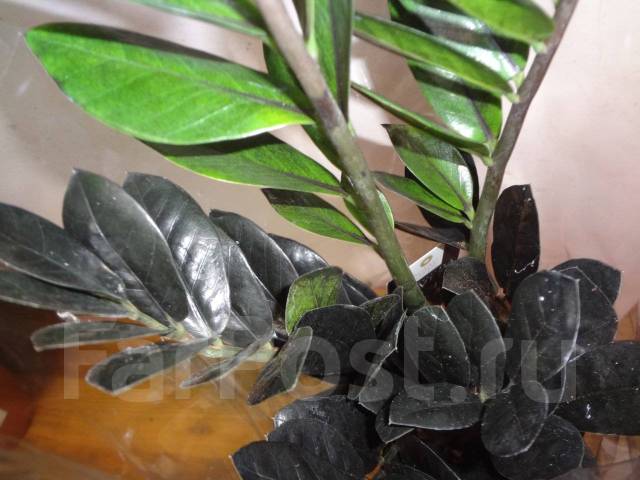 Замиокулькас Raven Black, в наличии. Цена: 6 700₽ во Владивостоке