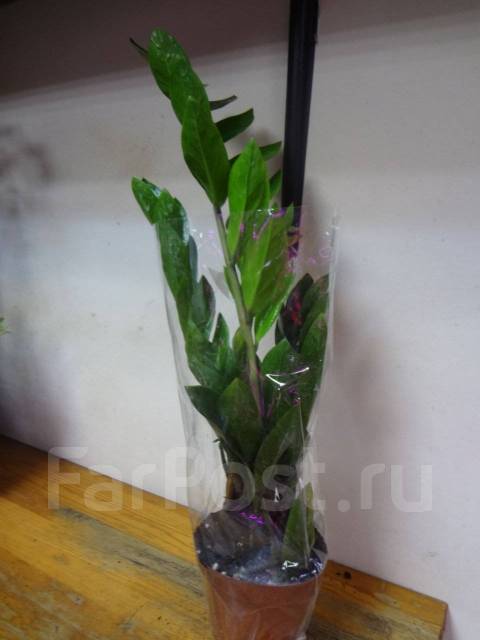 Замиокулькас Raven Black, в наличии. Цена: 6 700₽ во Владивостоке