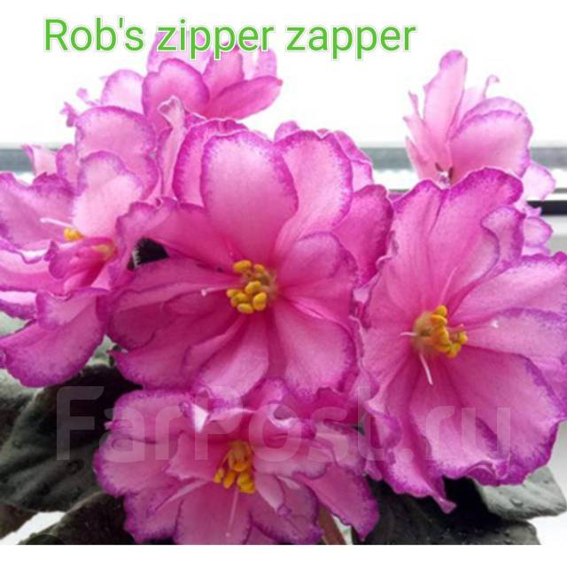 Комнатное растение Фиалка Rob's Zipper Zapper, в наличии. Цена: 70₽ в ...