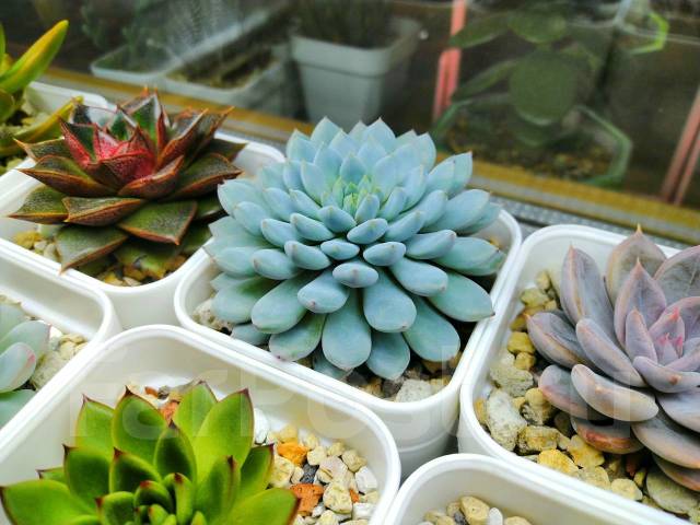 Эхеверия Cетоза Деминута — Echeveria Setosa Deminuta, в наличии. Цена ...