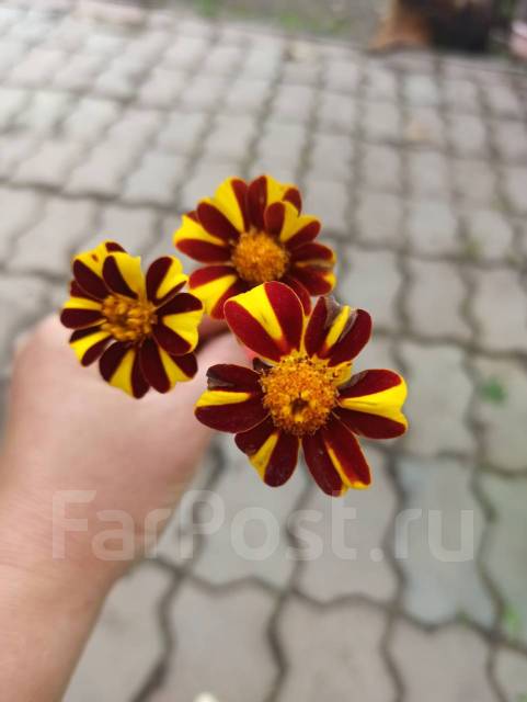 Бархатцы "Веселый клоун", новый, в наличии. Цена: 30₽ во Владивостоке
